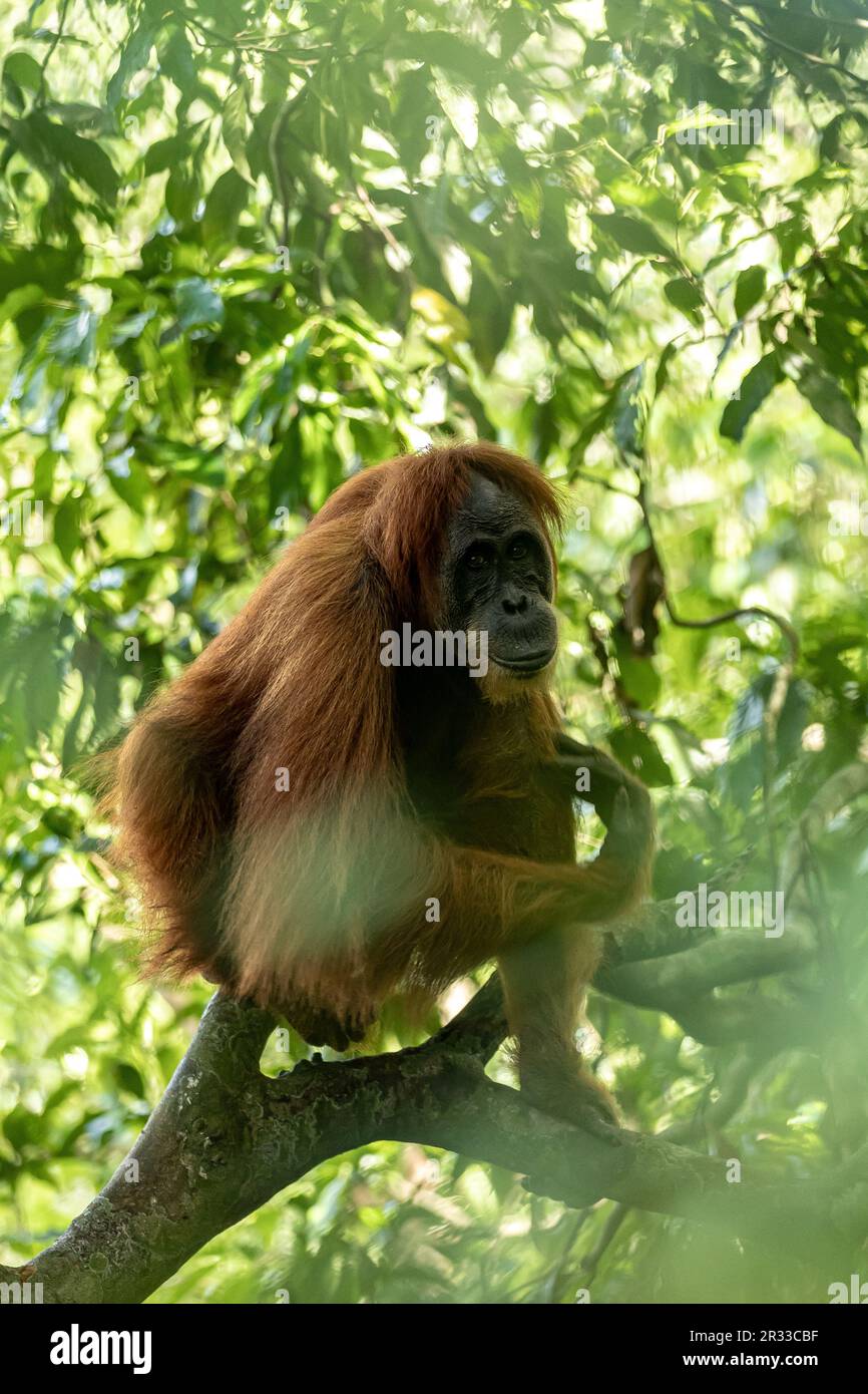 Sumatran orangutan why are they endangered hi-res stock photography and ...