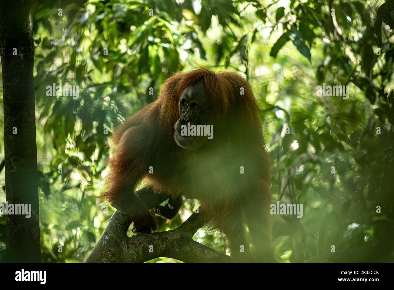 Sumatran orangutan why are they endangered hi-res stock photography and ...