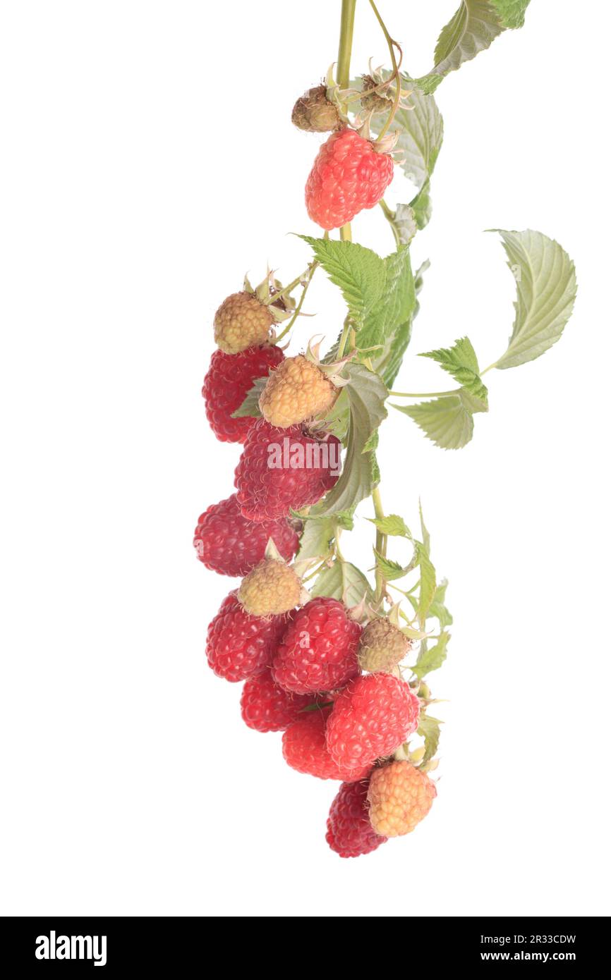 Close up shot raspberries Cut Out Stock Images & Pictures - Alamy