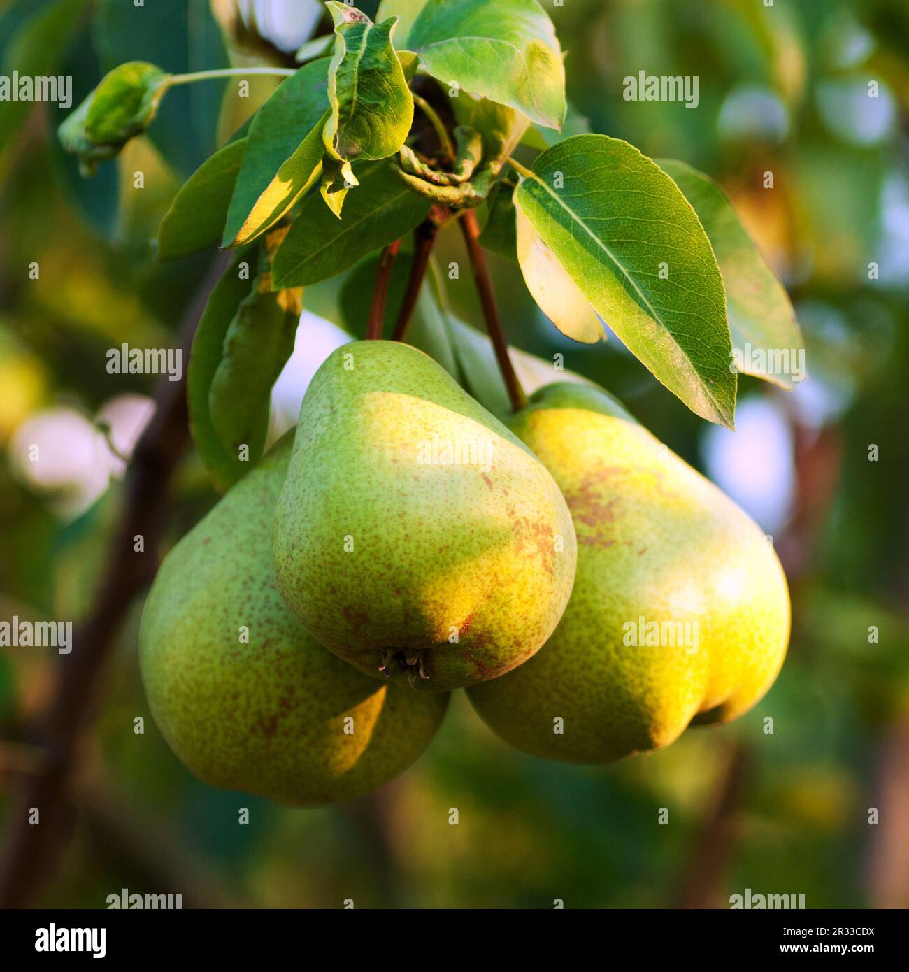 Pears on tree hi-res stock photography and images - Alamy