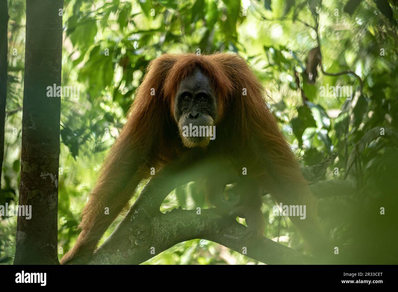 Sumatran orangutan why are they endangered hi-res stock photography and ...