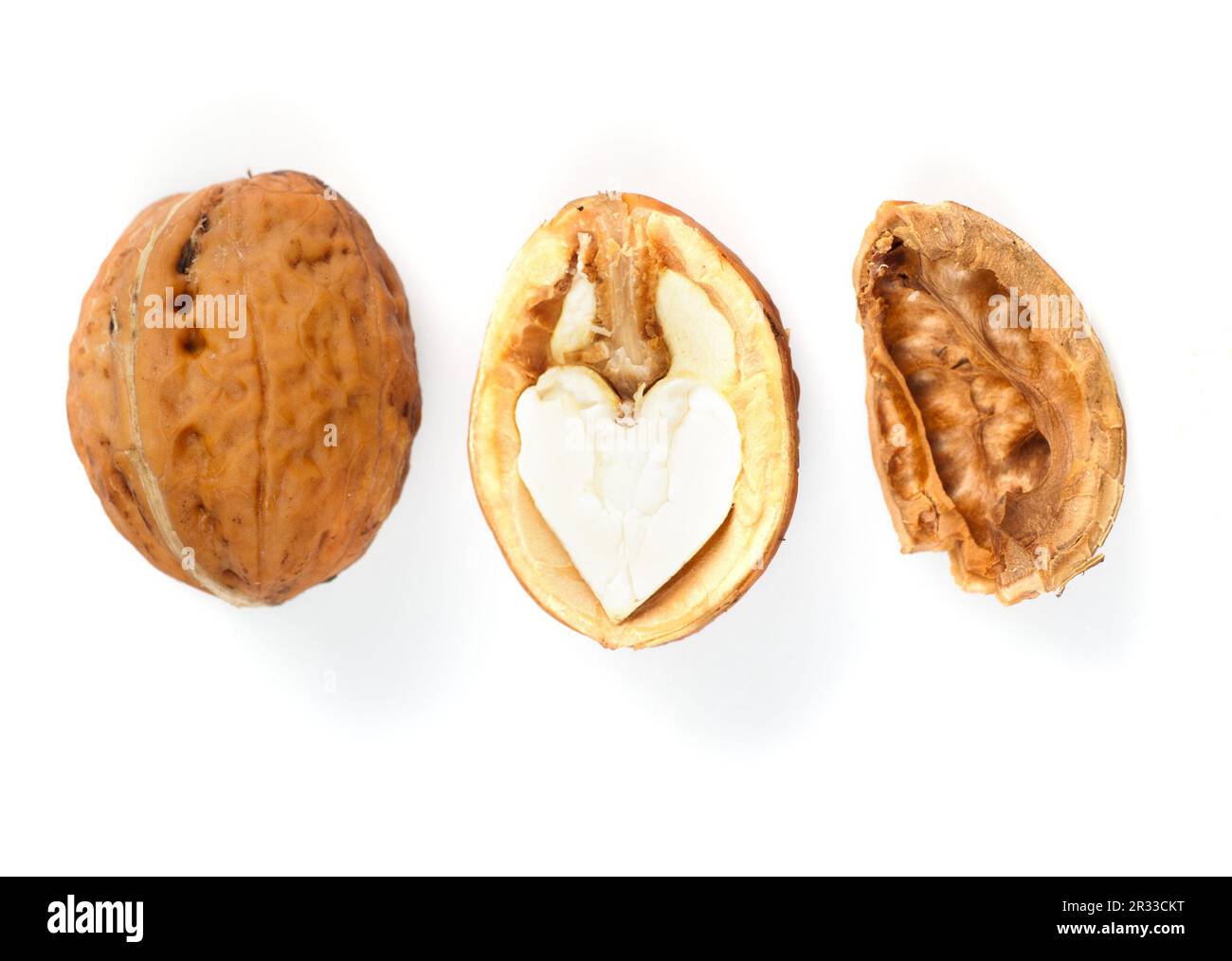 Walnut part fresh nut hi-res stock photography and images - Alamy