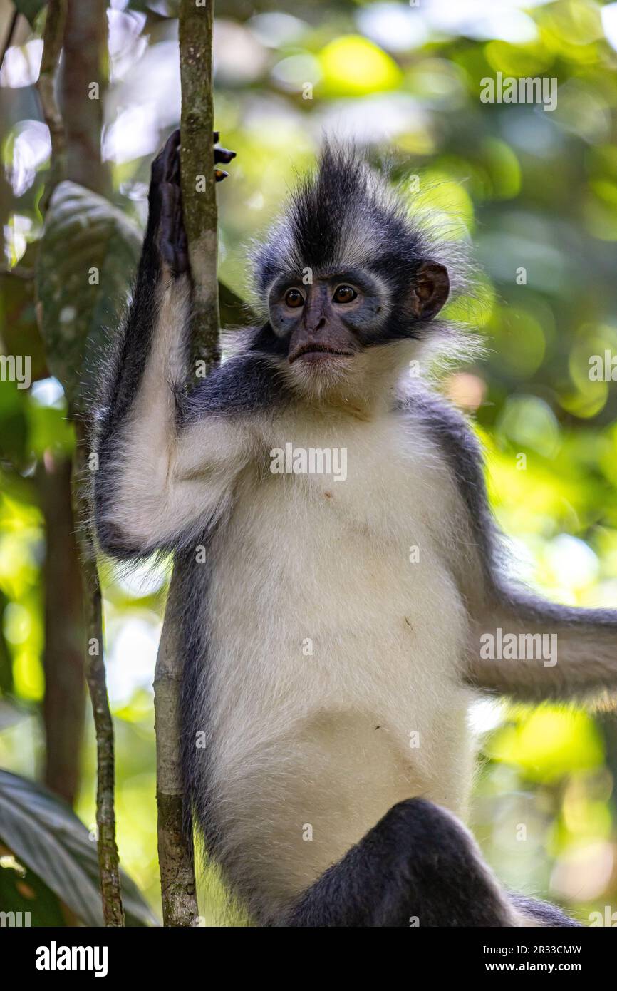 North sumatran leaf monkeys hi-res stock photography and images - Alamy