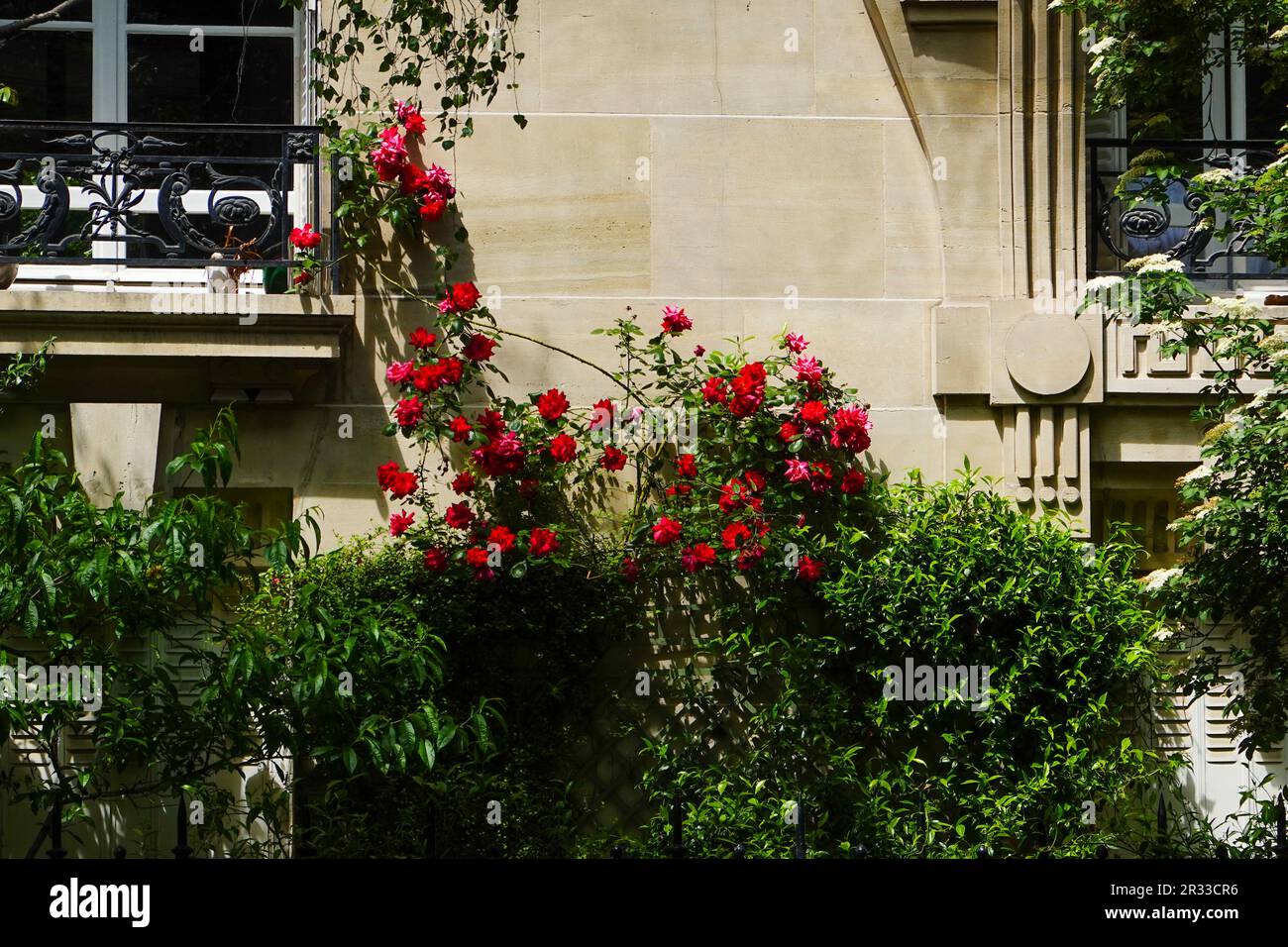 Roses climbing, cascading, up to a window in a typical parisian ...