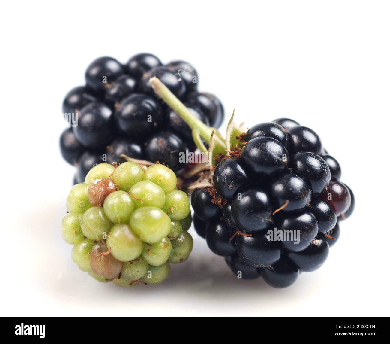 Blackberry branch Cut Out Stock Images & Pictures - Alamy