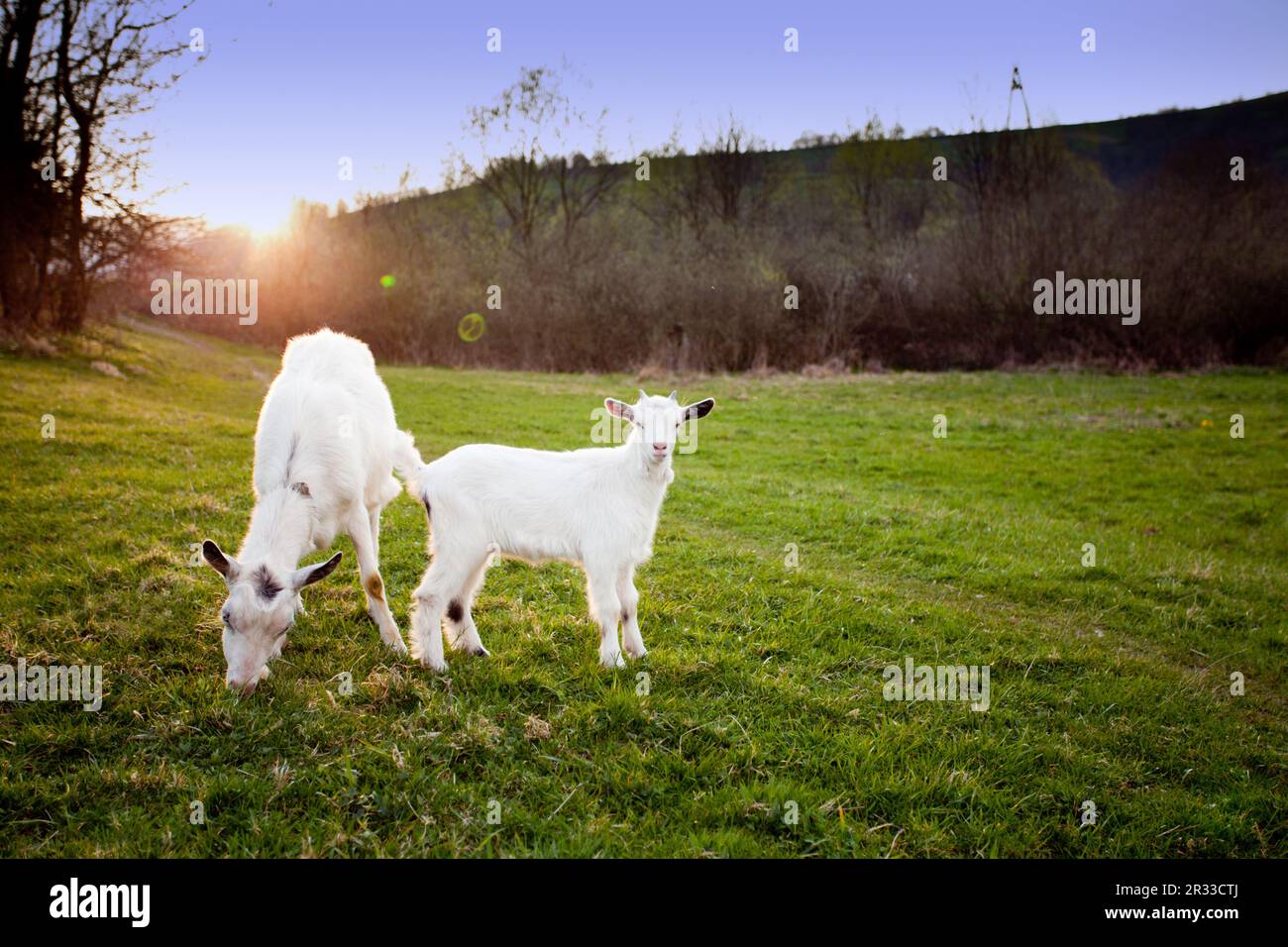 Goatling hi-res stock photography and images - Alamy