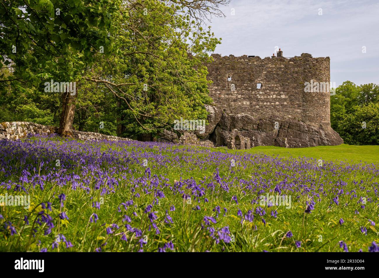 Bluebell Woods, Dunstaffnage Castle, Oban, Scotland, UK Stock Photo - Alamy