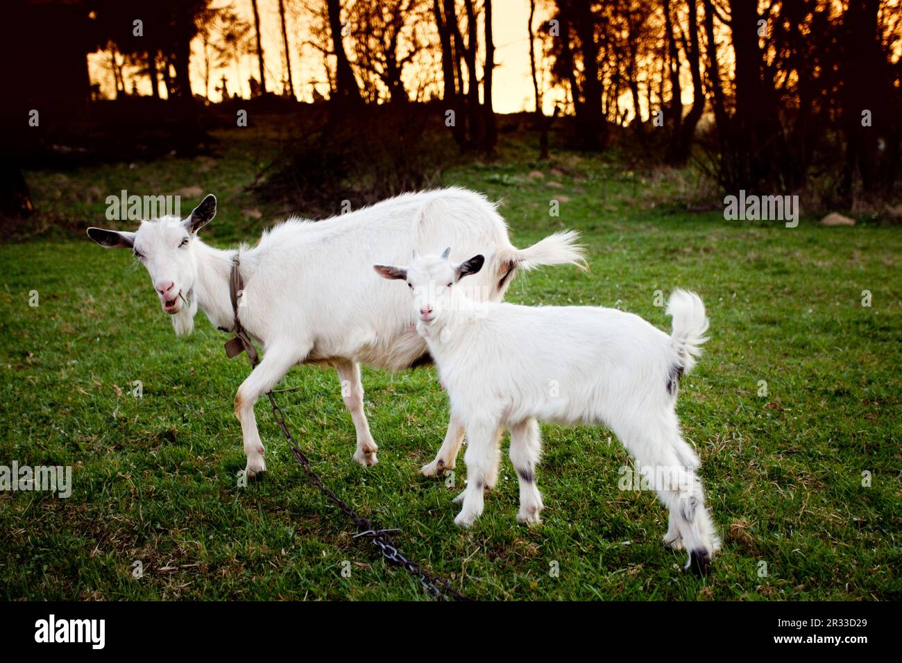 Group of goat hi-res stock photography and images - Alamy
