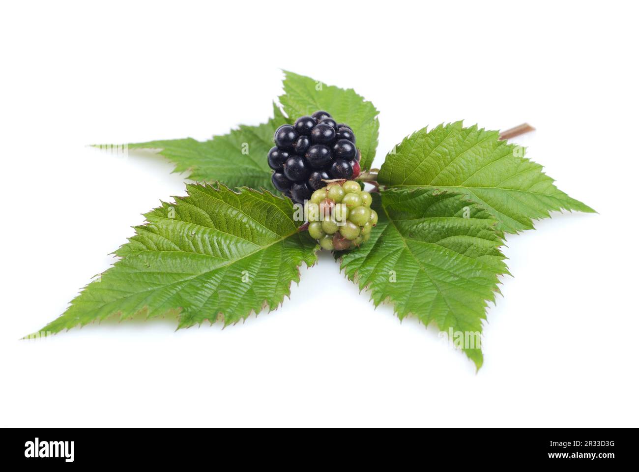 Bramble foliage Cut Out Stock Images & Pictures - Alamy