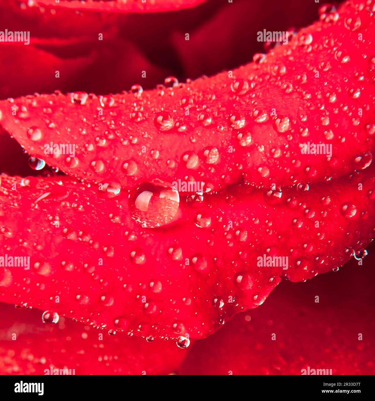 Red rose drops Stock Photo - Alamy