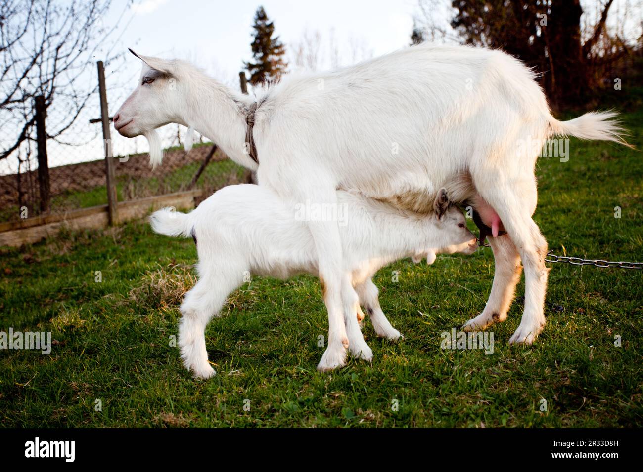 Goat and goatling Stock Photo - Alamy