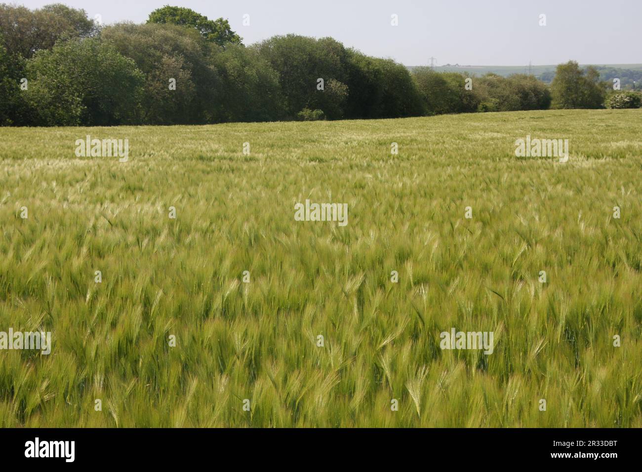 A field of bearded barley on the south downs West Sussex England Stock ...