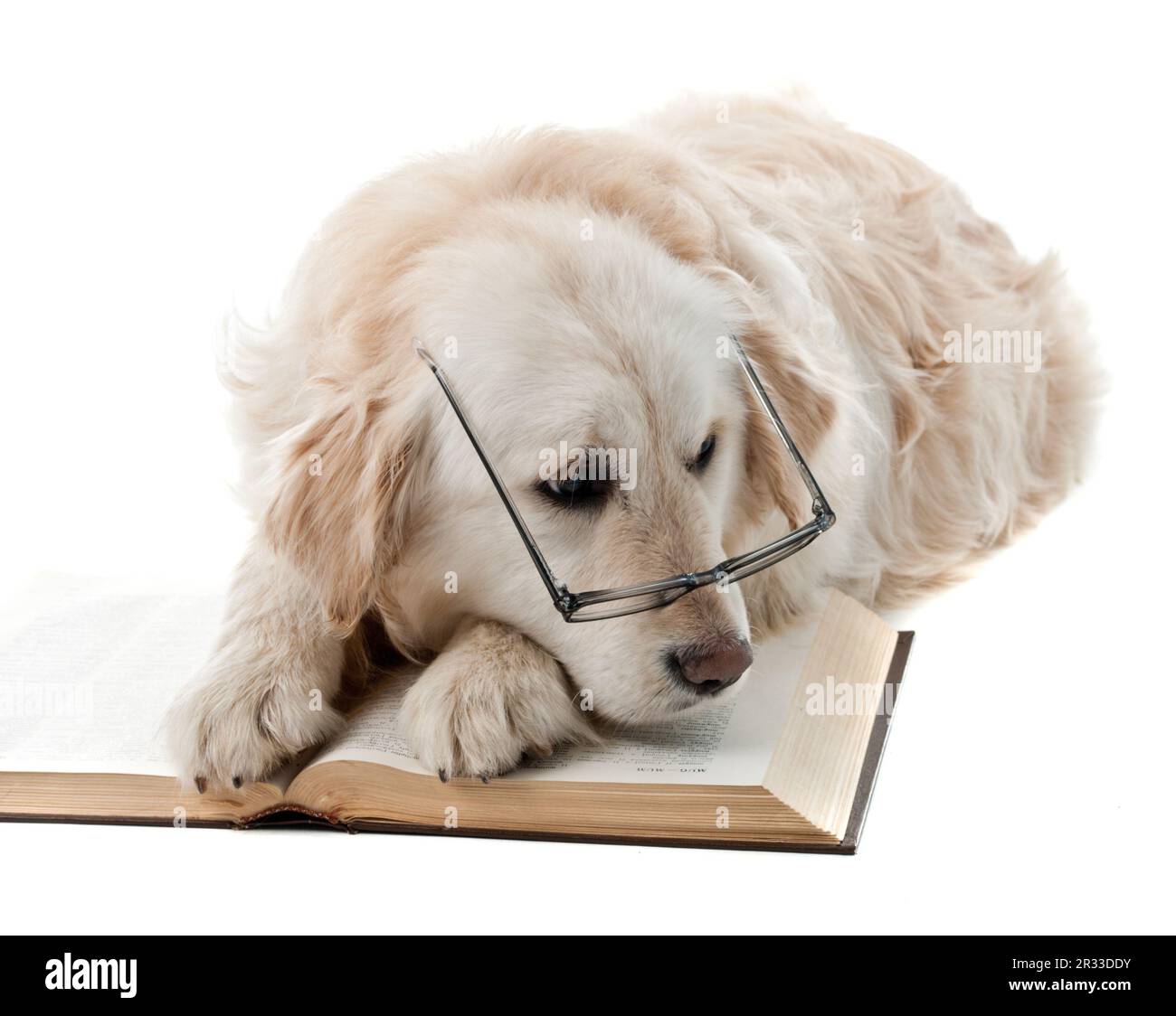 Learning young Cut Out Stock Images & Pictures - Alamy