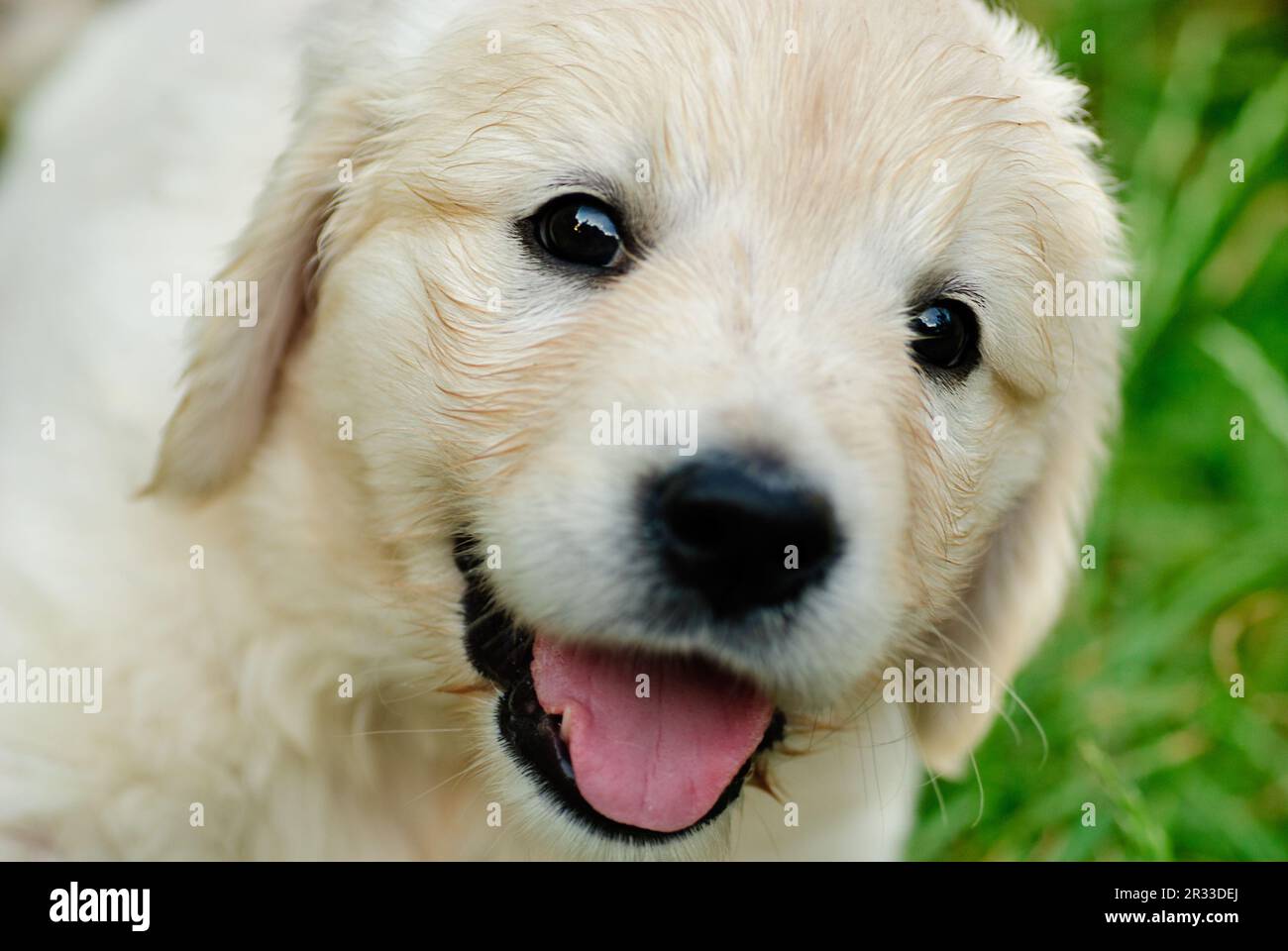 Golden Retrievers Puppies With Blue Eyes