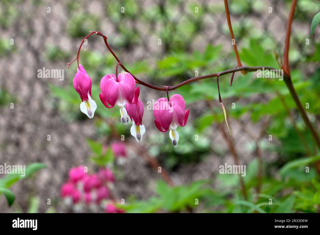 Dicentra spectabilis bleeding heart flowers in hearts shapes in bloom ...