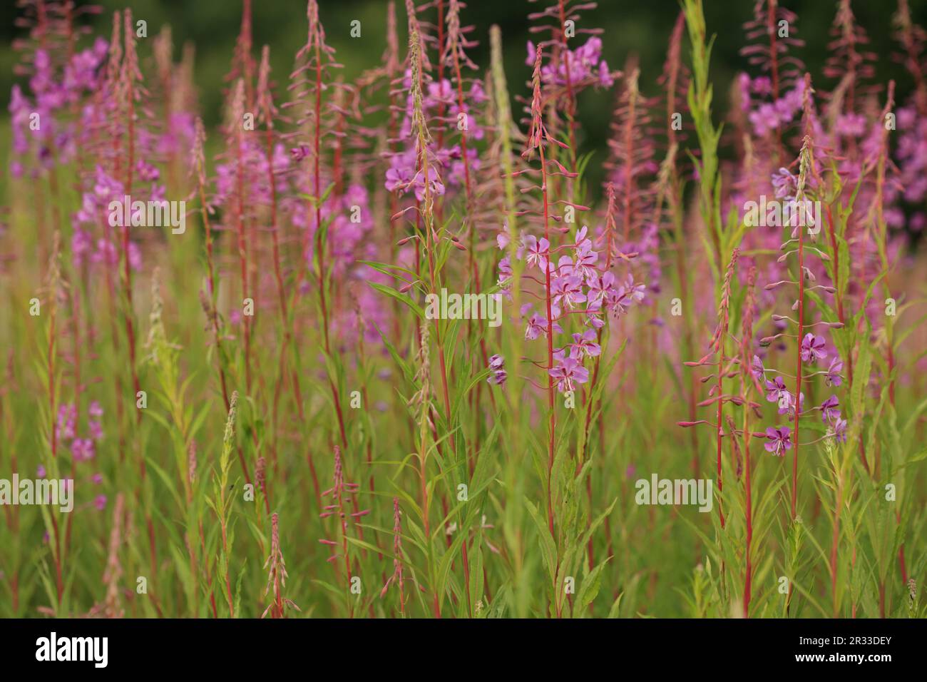 Sally bloom hi-res stock photography and images - Alamy
