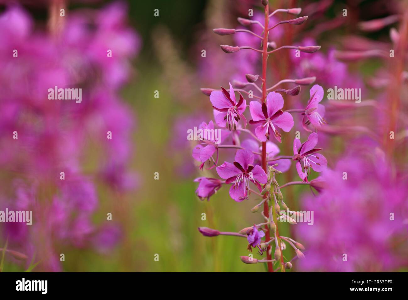 Sally bloom hi-res stock photography and images - Alamy