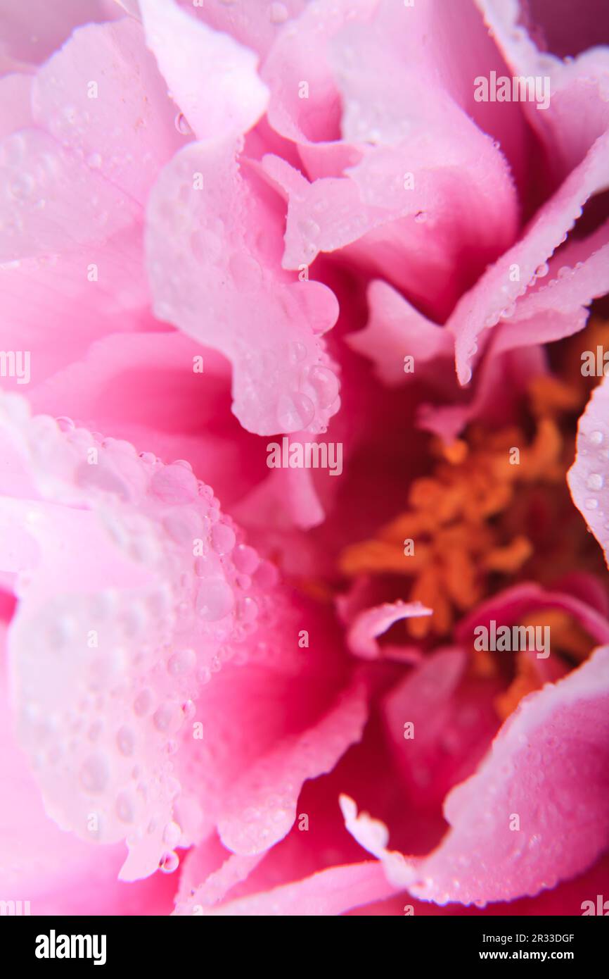 Wet peony hi-res stock photography and images - Alamy