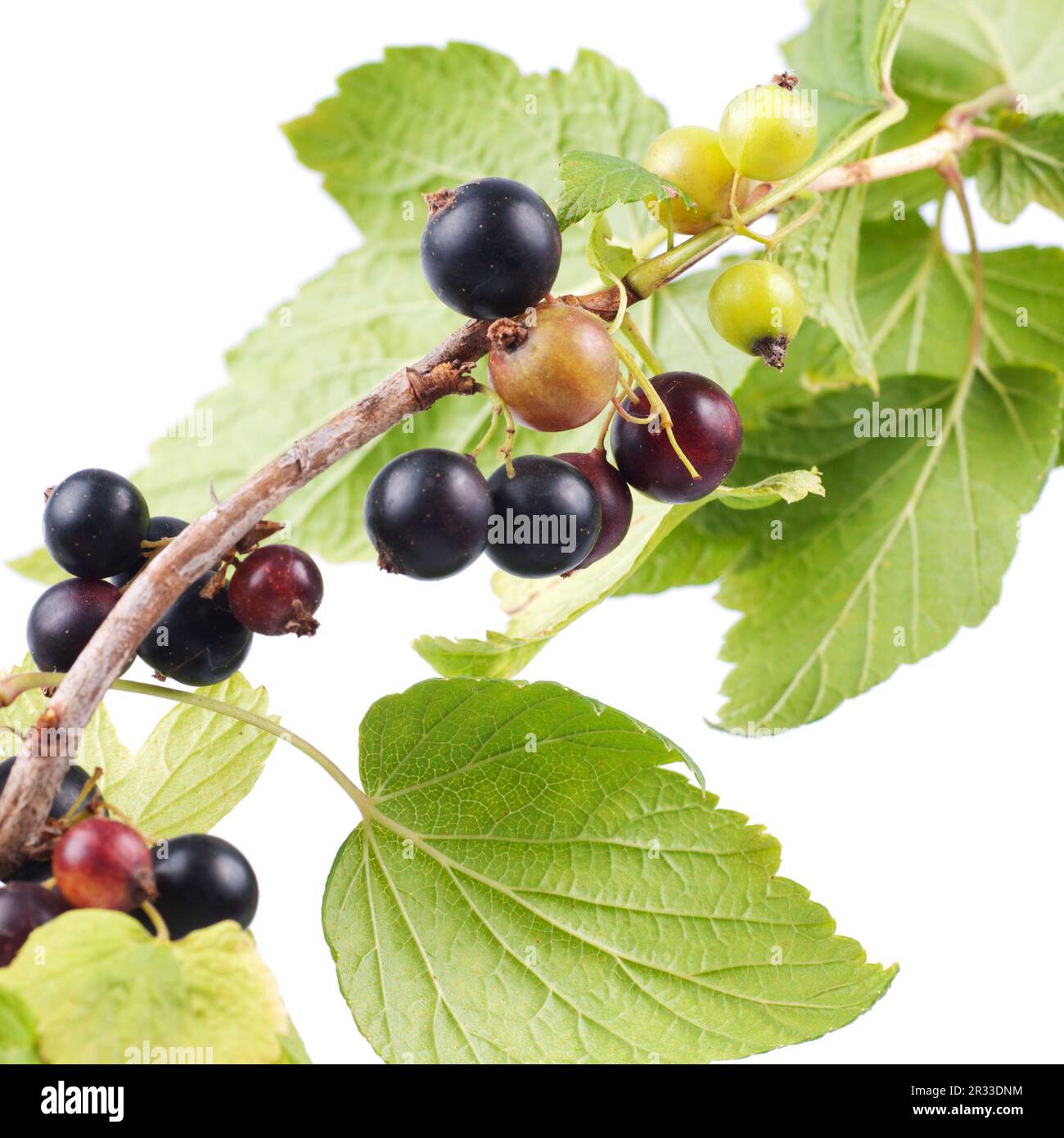 Black currant branch Stock Photo - Alamy