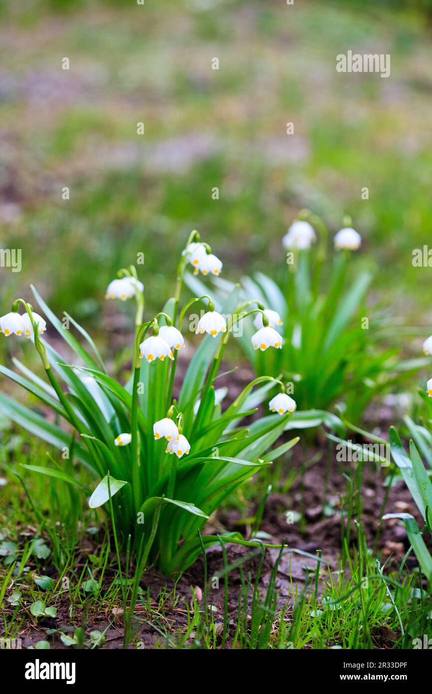 Many snowflake hi-res stock photography and images - Alamy