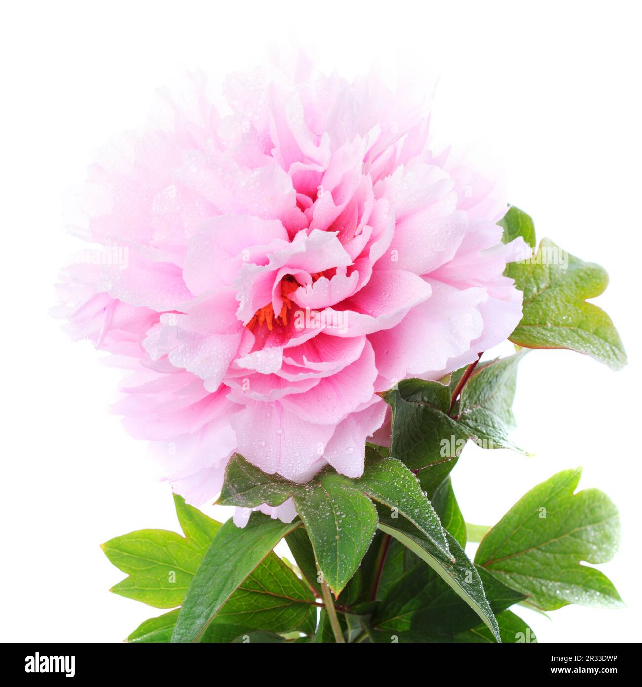 Wet macro peony petals close hi-res stock photography and images - Alamy