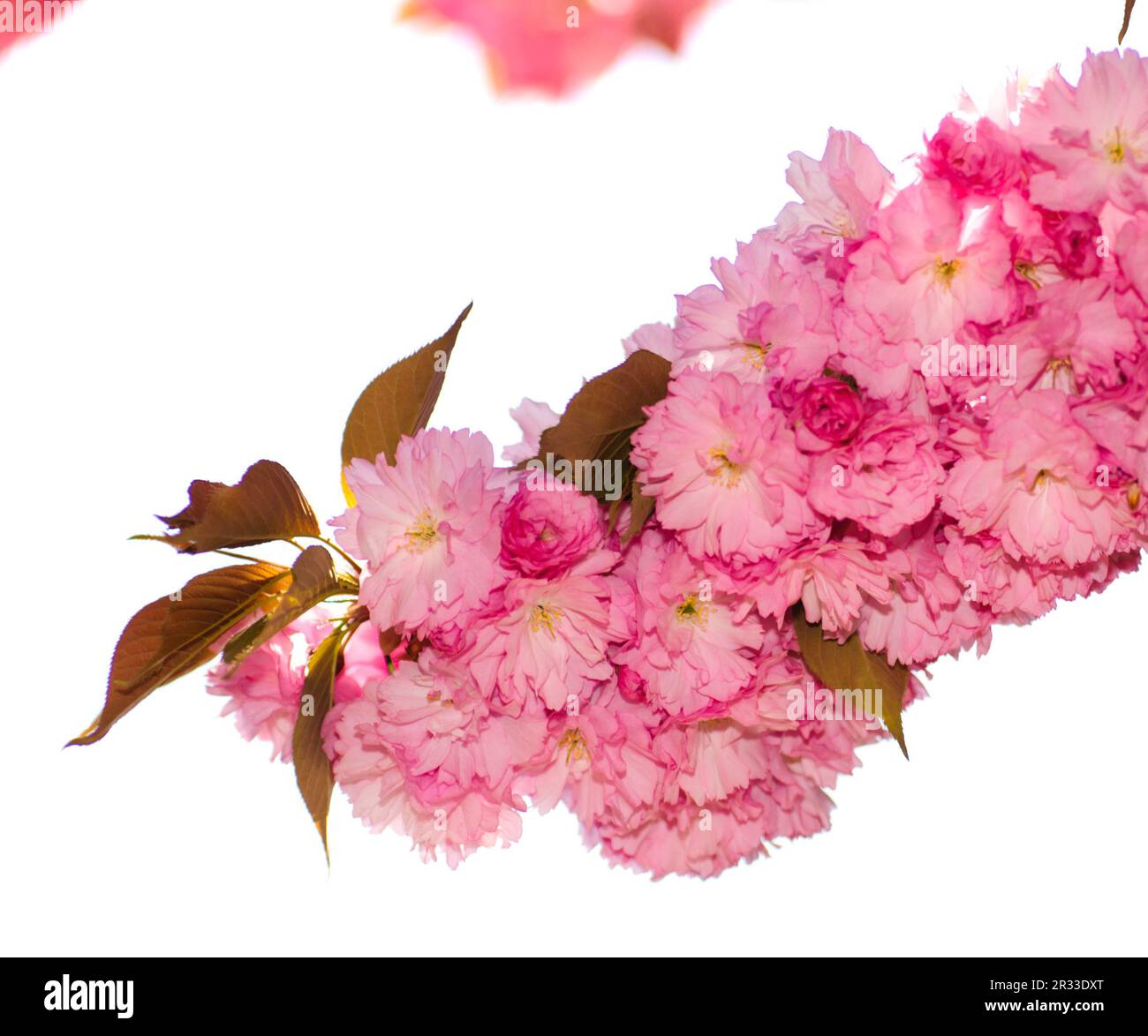 Blooming sakura hi-res stock photography and images - Alamy