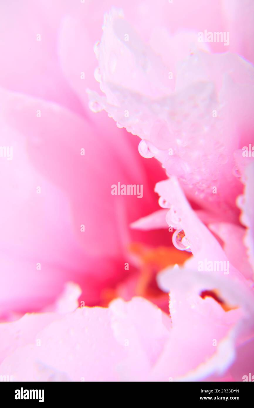 Peony photography hi-res stock photography and images - Alamy