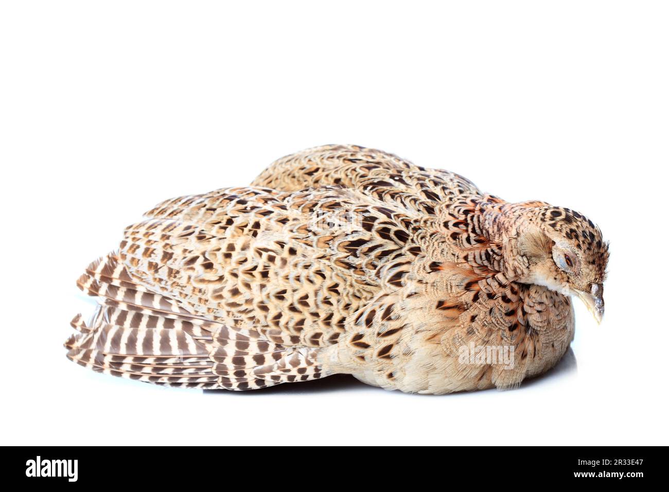 Flying falcon isolated Cut Out Stock Images & Pictures - Alamy