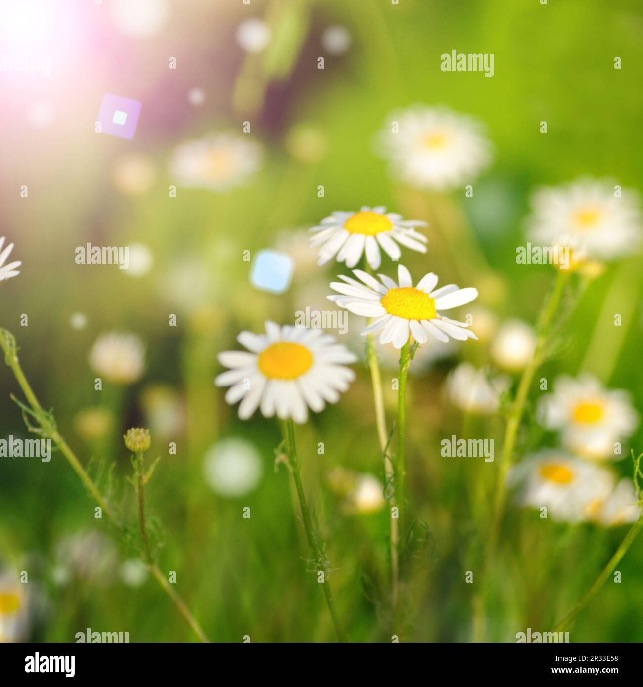 Floral light hi-res stock photography and images - Alamy