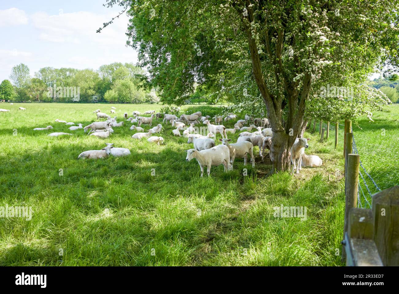 Shade farming hi-res stock photography and images - Alamy