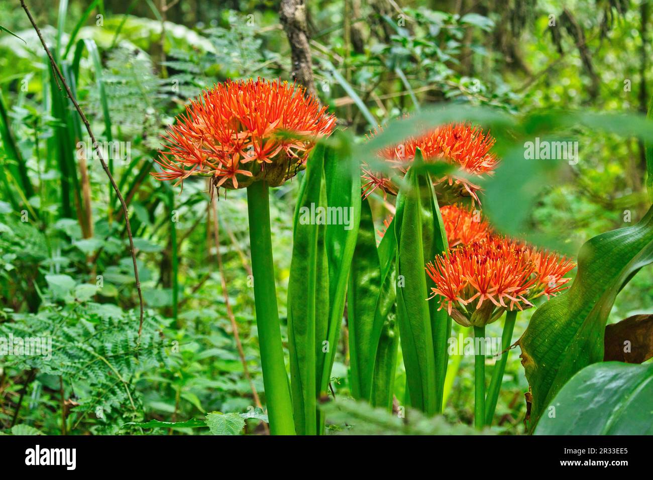 Fireball lily hi-res stock photography and images - Alamy