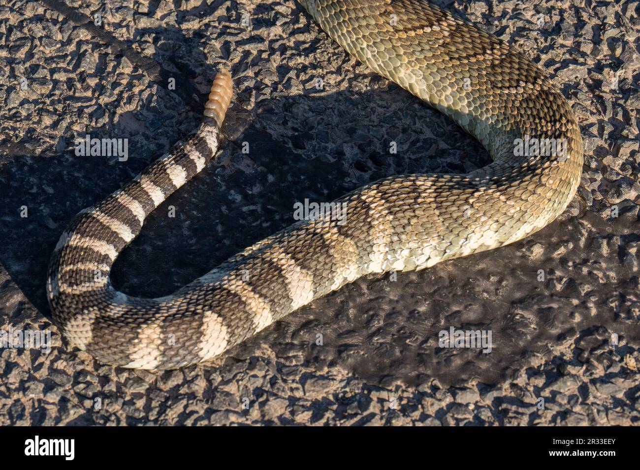 Western rattlesnake hi-res stock photography and images - Alamy
