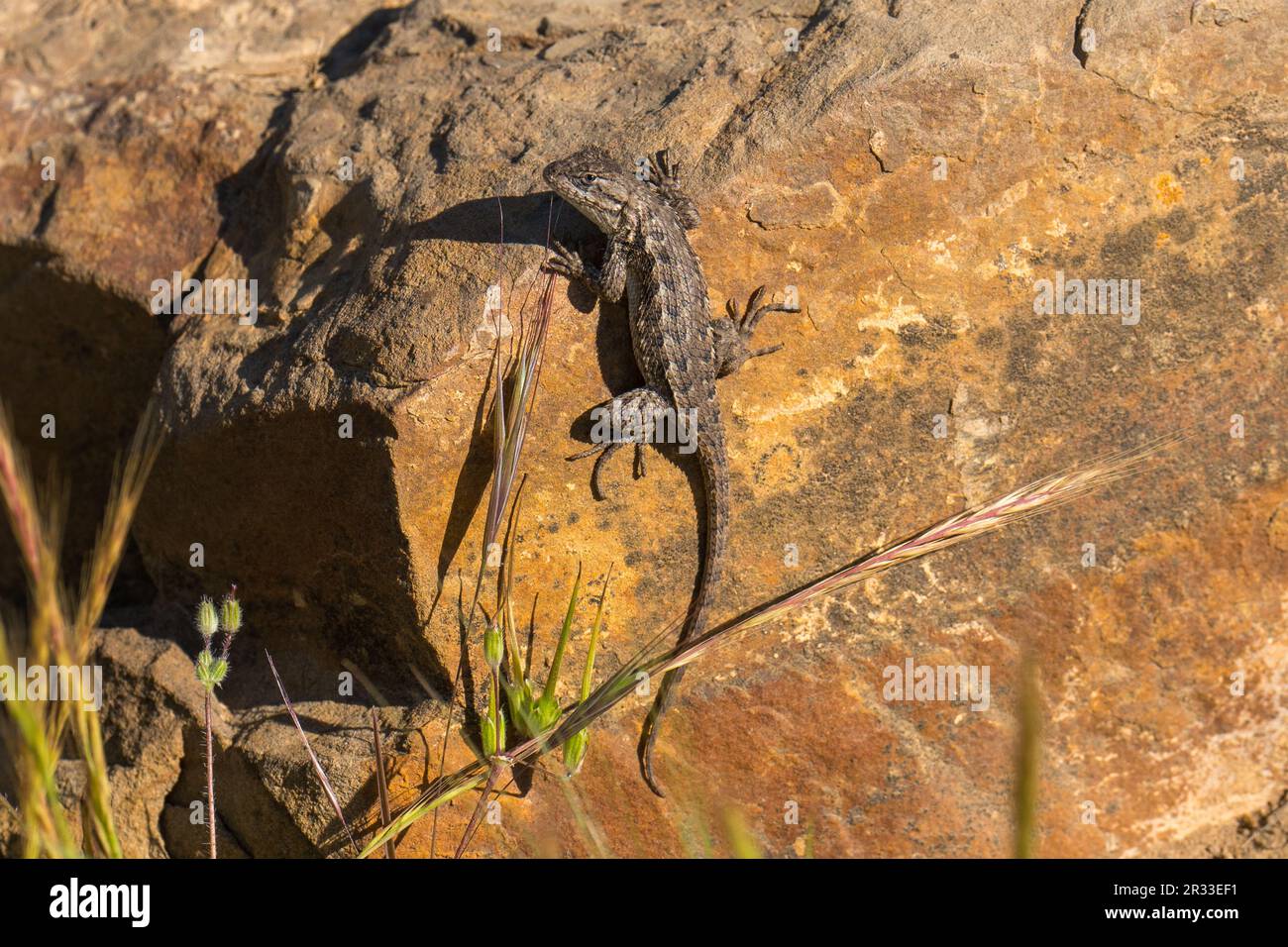 Western Fence Lizard. Emigrant Lake, Ashland, Oregon Stock Photo - Alamy