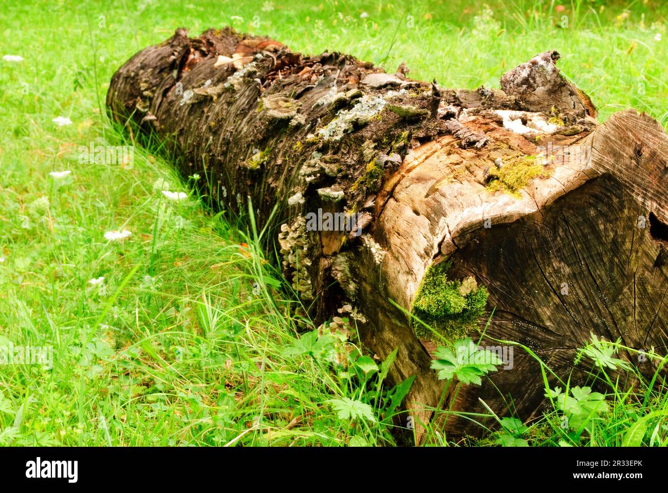 Stamb with grass Stock Photo - Alamy