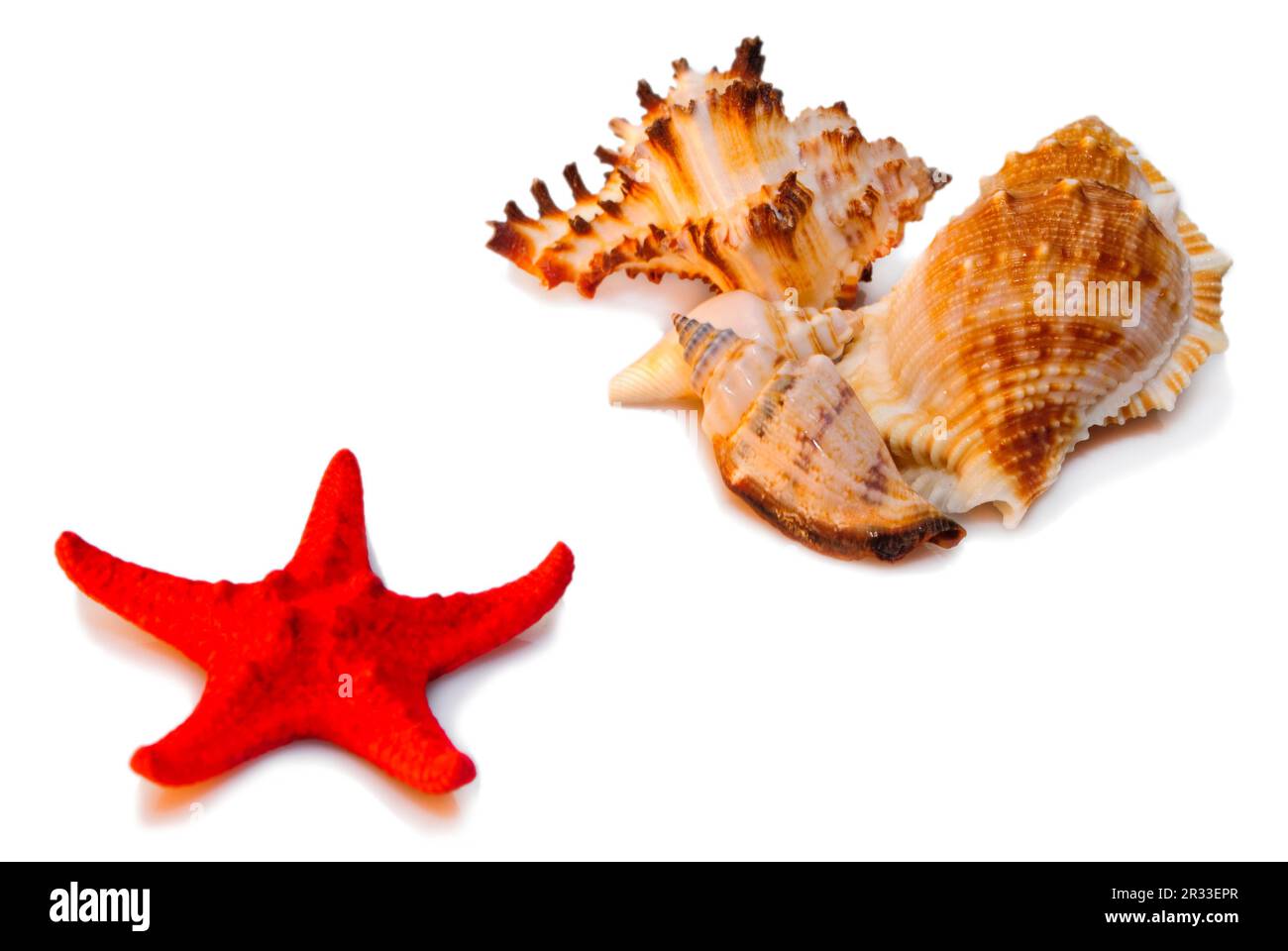 Living sea star hi-res stock photography and images - Alamy