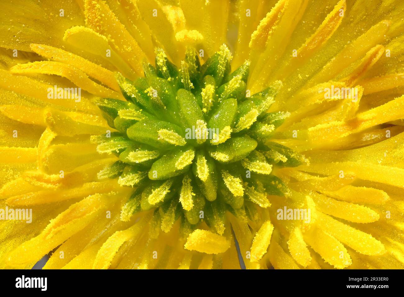 Meadow Buttercup (Ranunculus acris) closeup showing stamen, anthers and ...