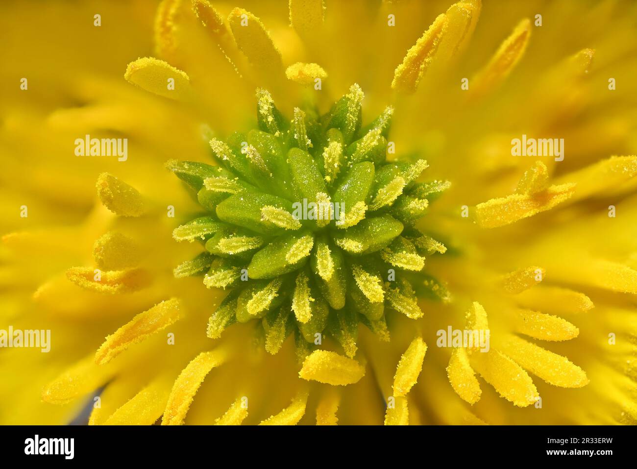 Meadow Buttercup (Ranunculus acris) closeup showing stamen, anthers and ...
