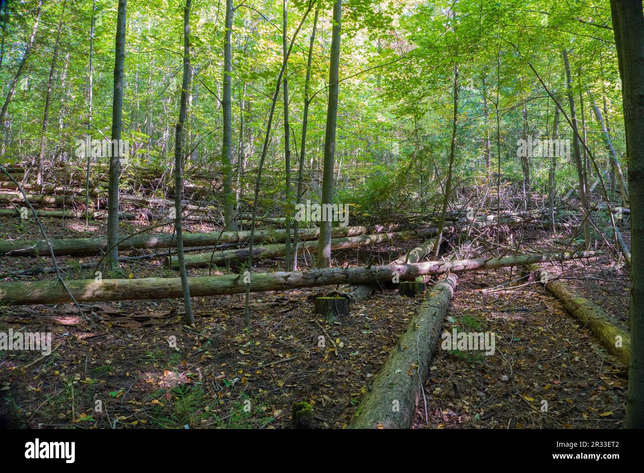Felled diseased trees left to rot in the thicket of the forest Stock ...