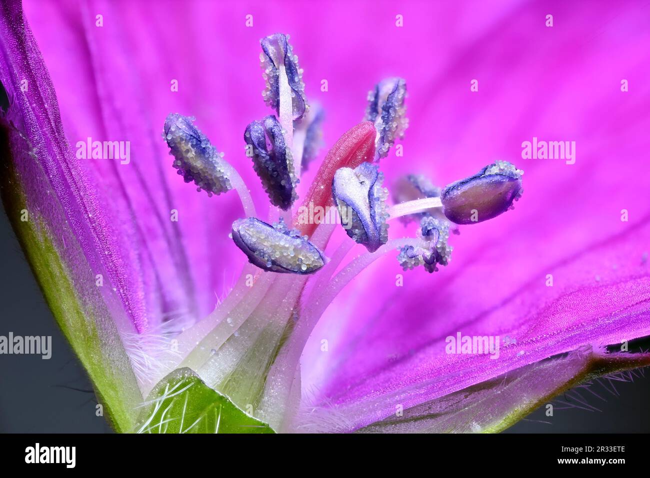 Purple Cranesbill (Geranium x magnificum) closeup of the stamens ...
