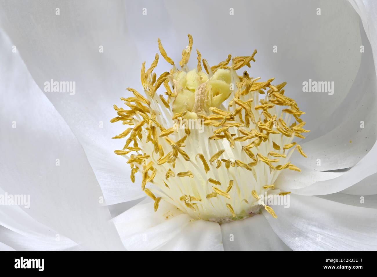 White Peony flower - closeup showing anthers, stamens, pollen and ...