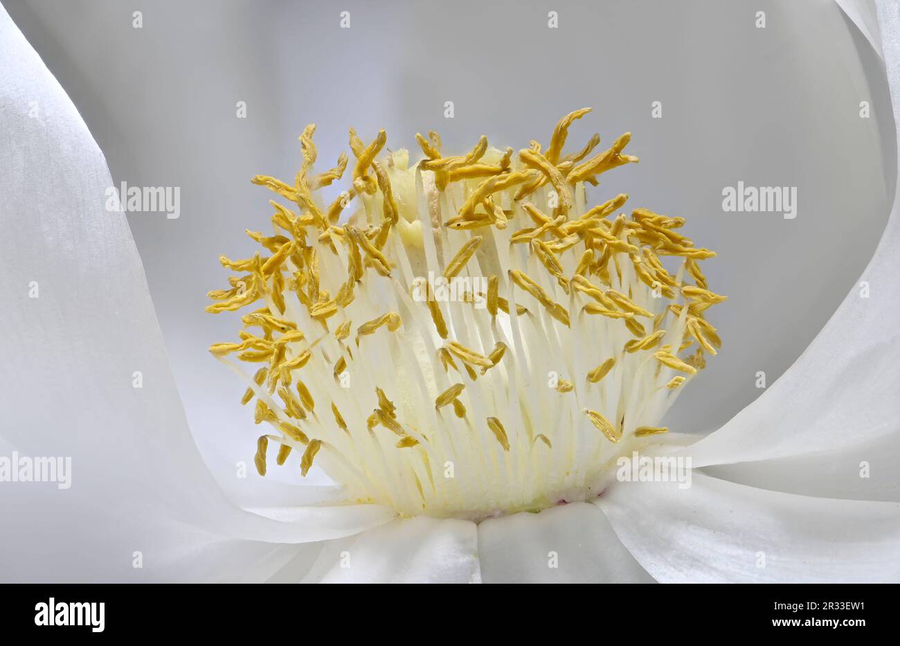 Parts of a flower hi-res stock photography and images - Alamy