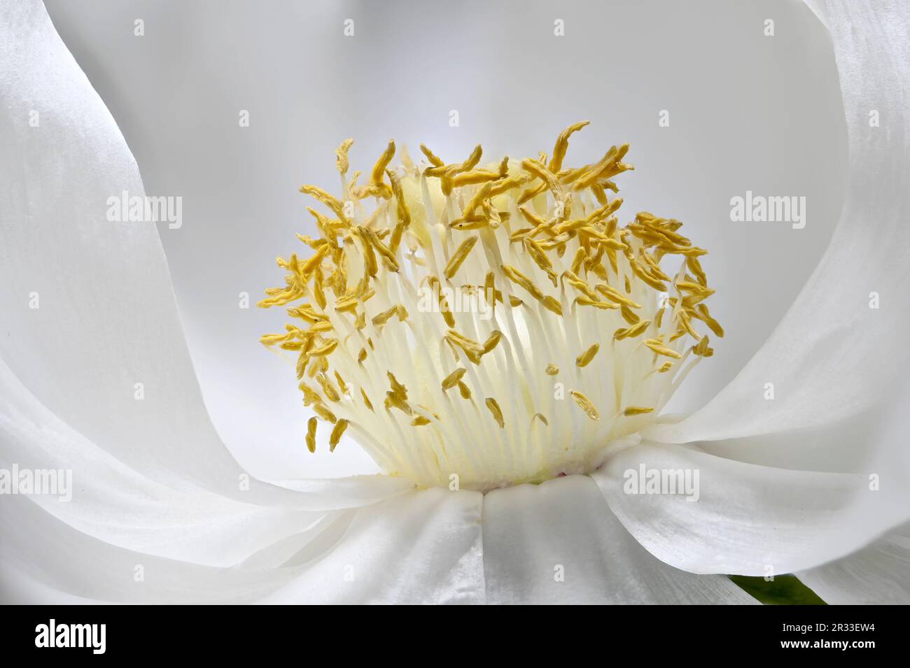 White Peony flower - closeup showing anthers, stamens, pollen and ...