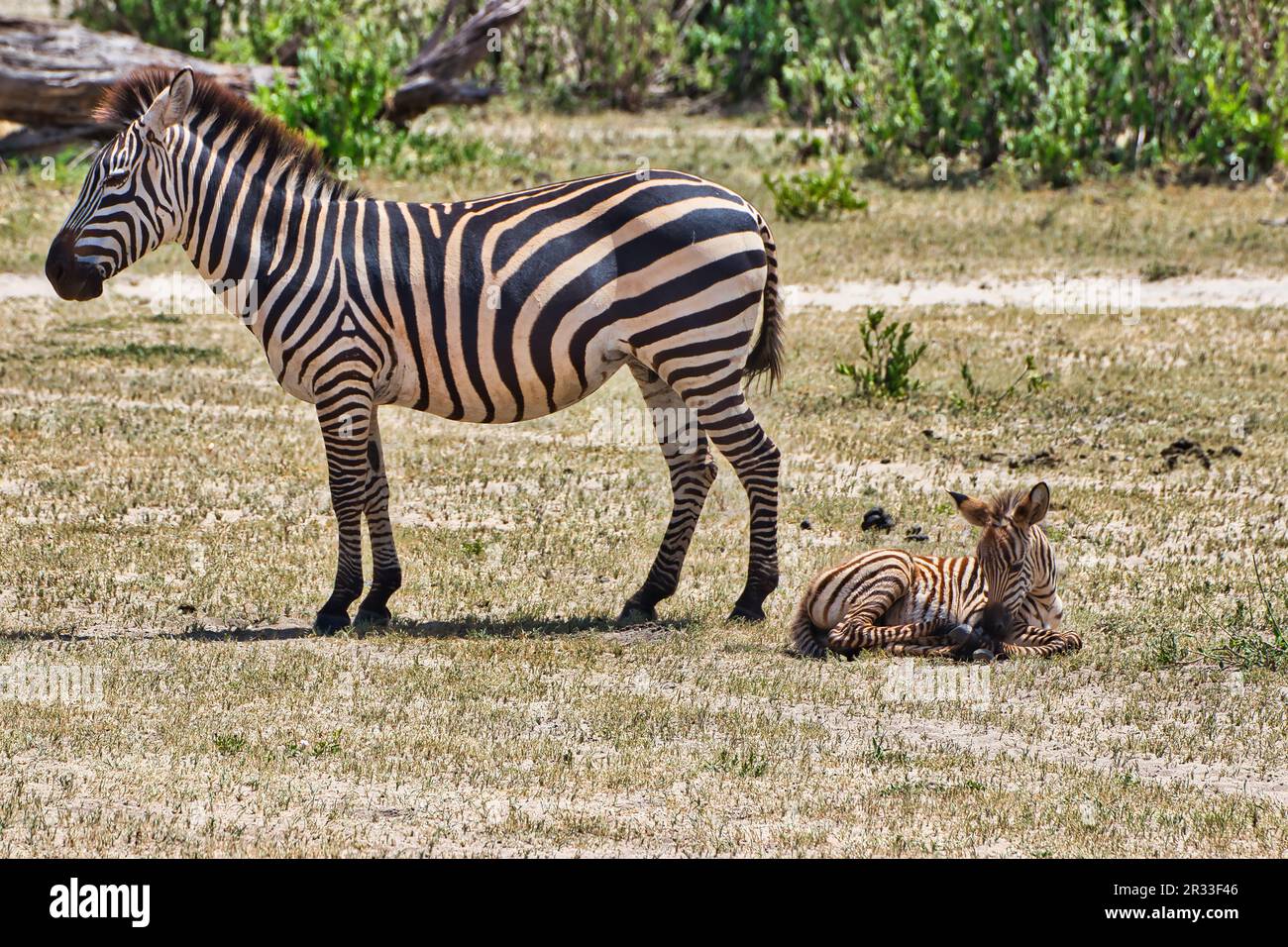 Newly born Zebra foal and its mother at Tarangire National Park ...