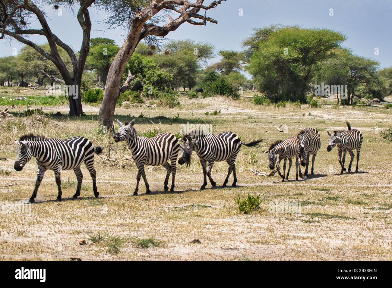 Zebra Herd at Tarangire National Park, Tanzania Stock Photo - Alamy