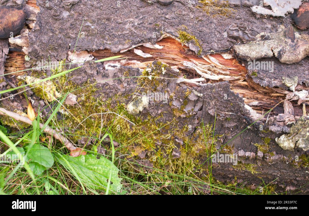 Stamb with grass Stock Photo - Alamy