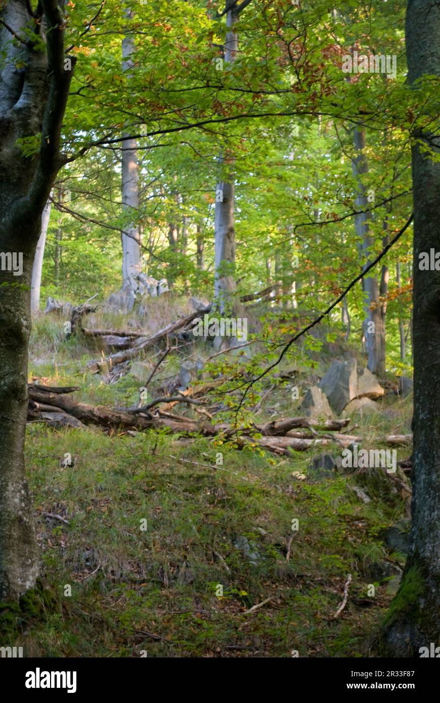 Leaf tree deciduous forest hi-res stock photography and images - Alamy