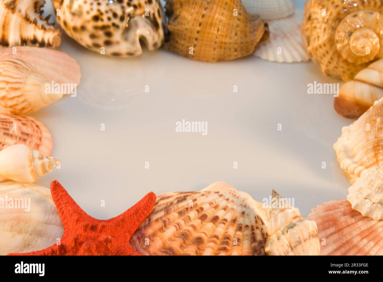 Living seashells hi-res stock photography and images - Alamy
