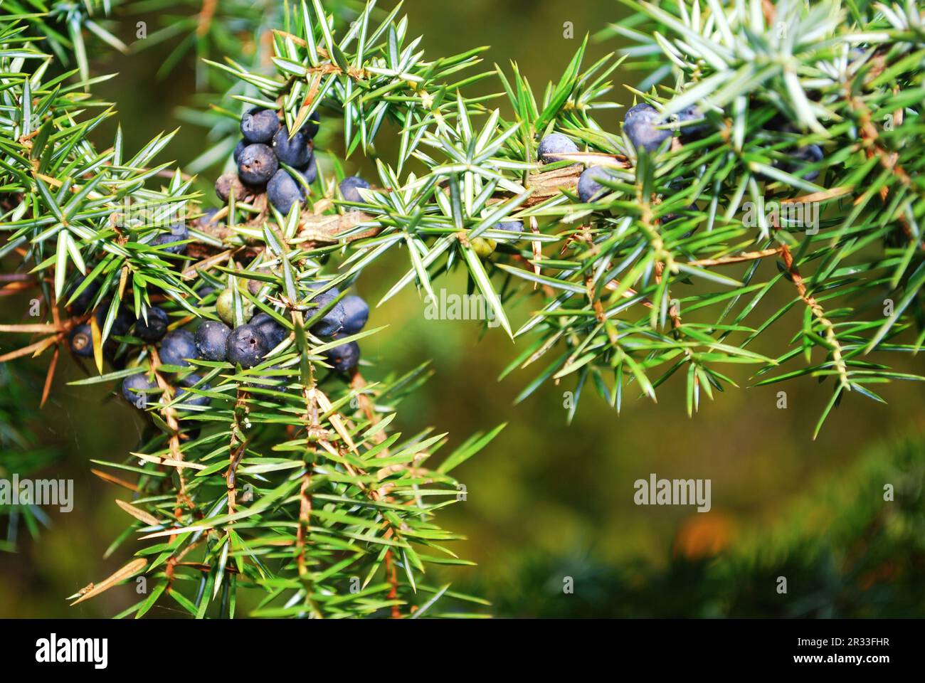 Spine forest hi-res stock photography and images - Alamy