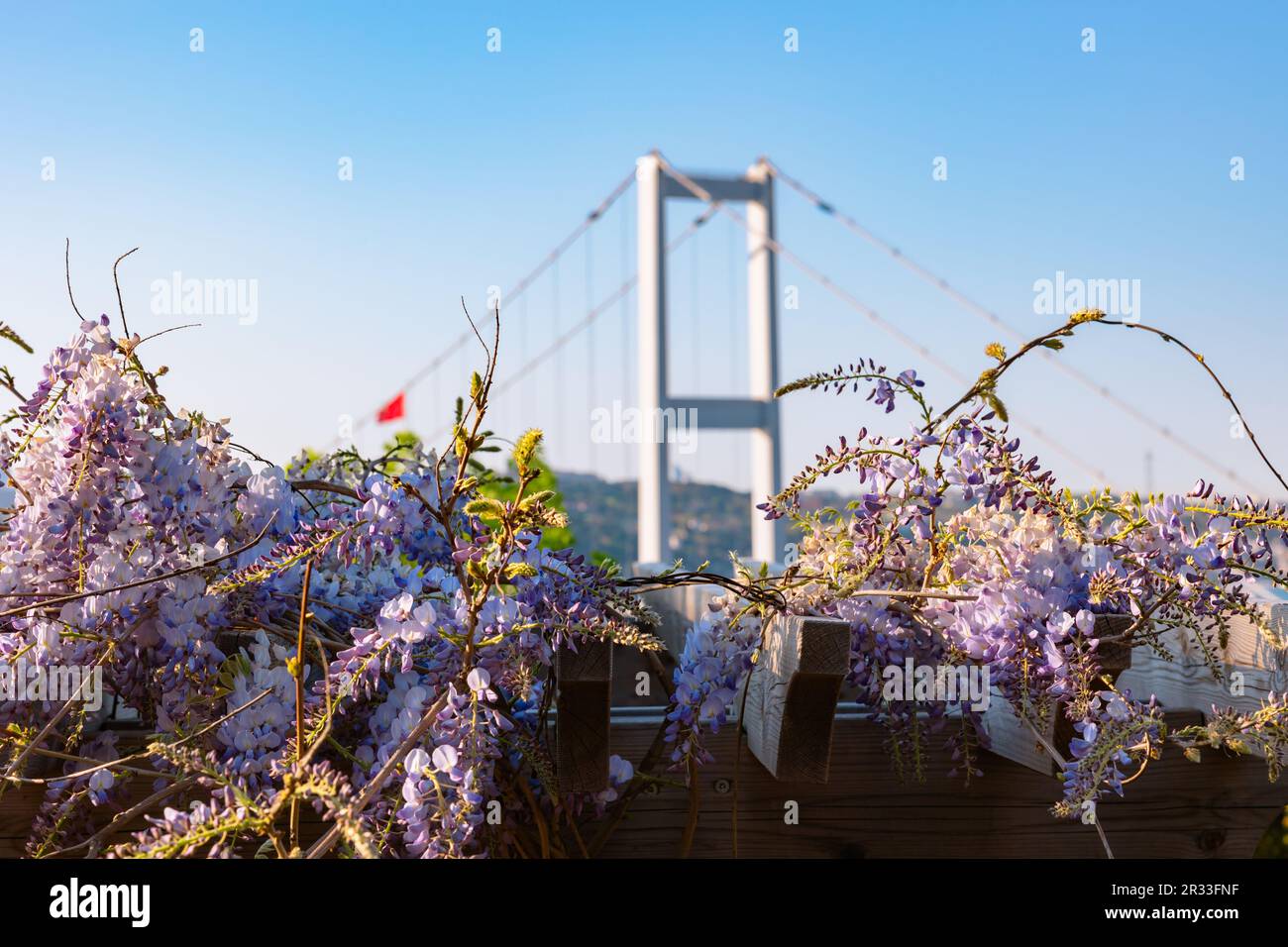 Istanbul in the spring. Bosphorus Bridge and wisteria sinensis flowers ...