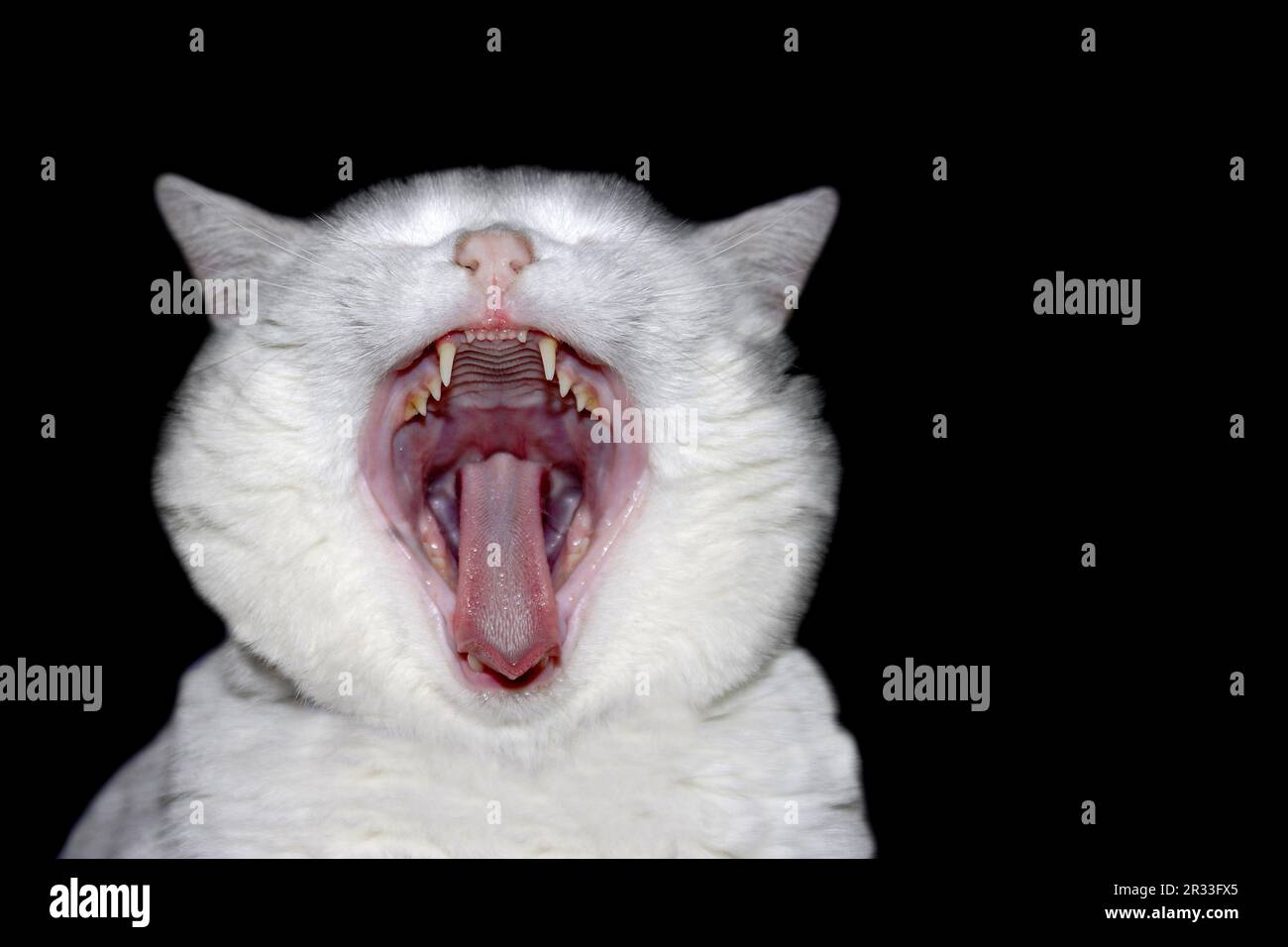 Tired cat hi-res stock photography and images - Alamy